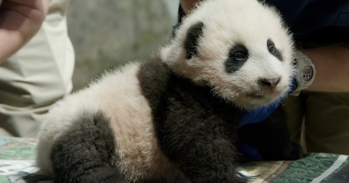 ContextoExato - Filhote de panda gigante recebe nome em zoológico dos EUA