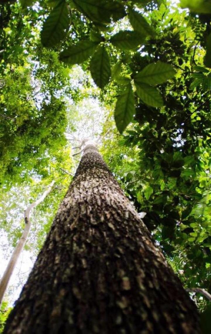 ContextoExato - Livro traz aplicação de 150 espécies nativas da flora ...