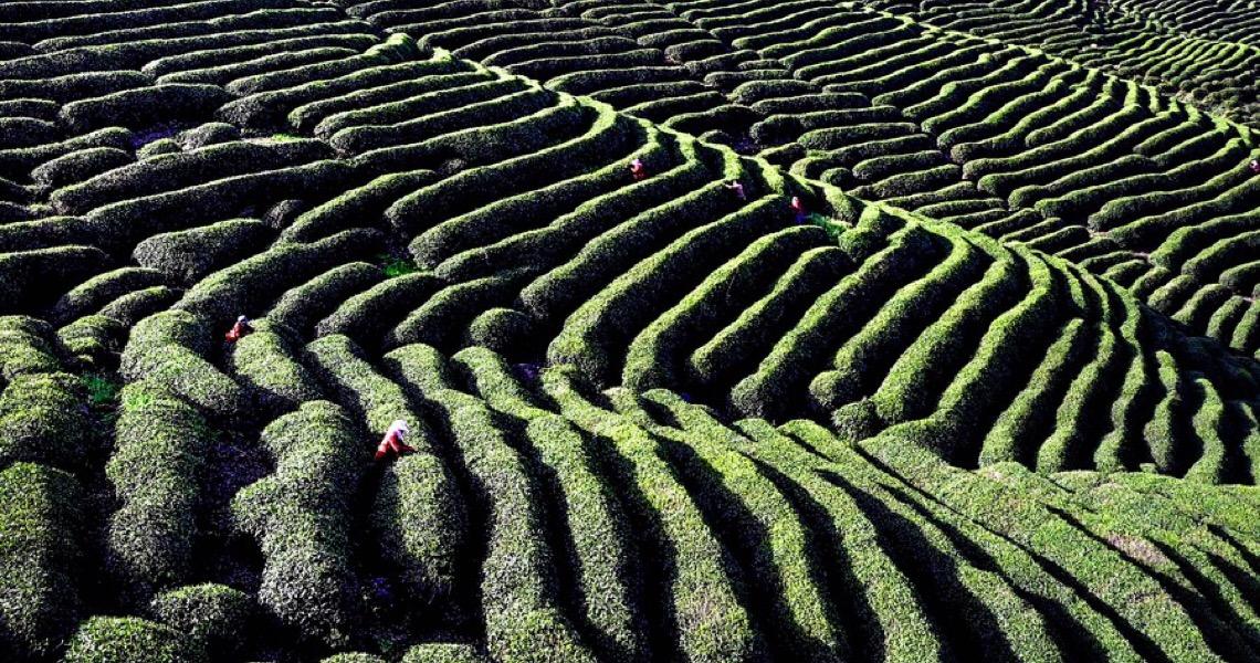 ContextoExato - Tradicional produção de chá da China entra na lista do ...