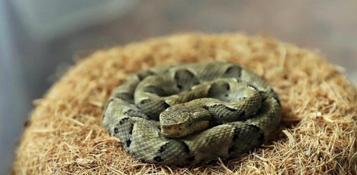 ContextoExato - Filhotes de jararaca nascem no Zoo de Brasília e ...
